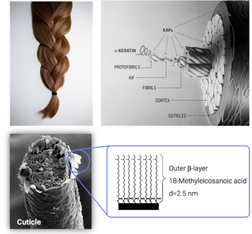 Bota Bio恩和生物与Syensqo世索科达成战略合作，共同开发头发和头皮护理产品与解决方案 – Bota Bio | 恩和生物